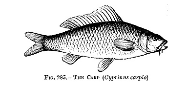 Life Aquatic (A Brief History of Ponds and the Foods Found in Them ...