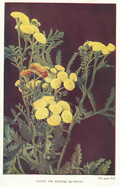 Bitter Buttons: Tansy and Its Uses Through History – The Austerity Kitchen